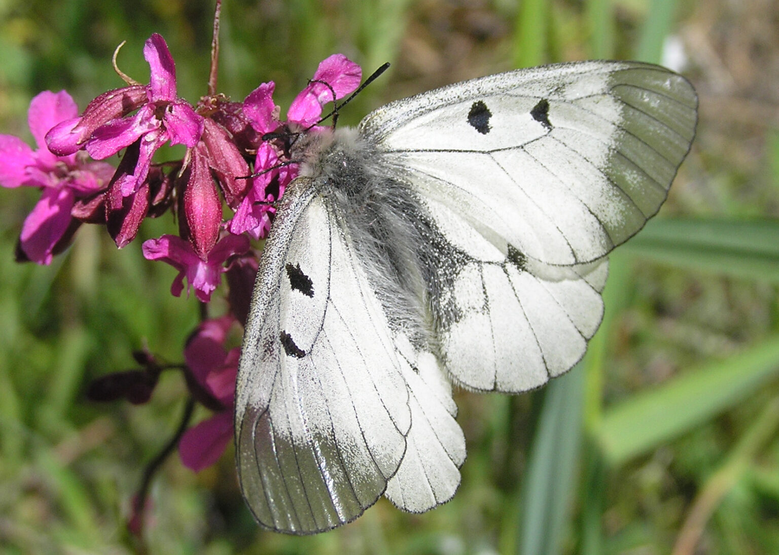 Foto:Anu Tiitsaar, Clouded Apollo Parnassius mnenosyne - Estonian ...